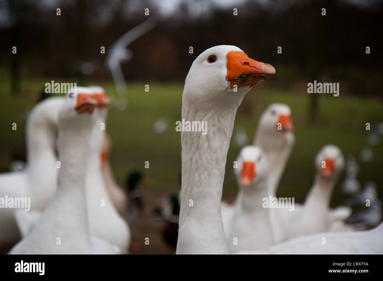 A Gaggle of Geese march hungrily towards the next free meal Stock Photo ...