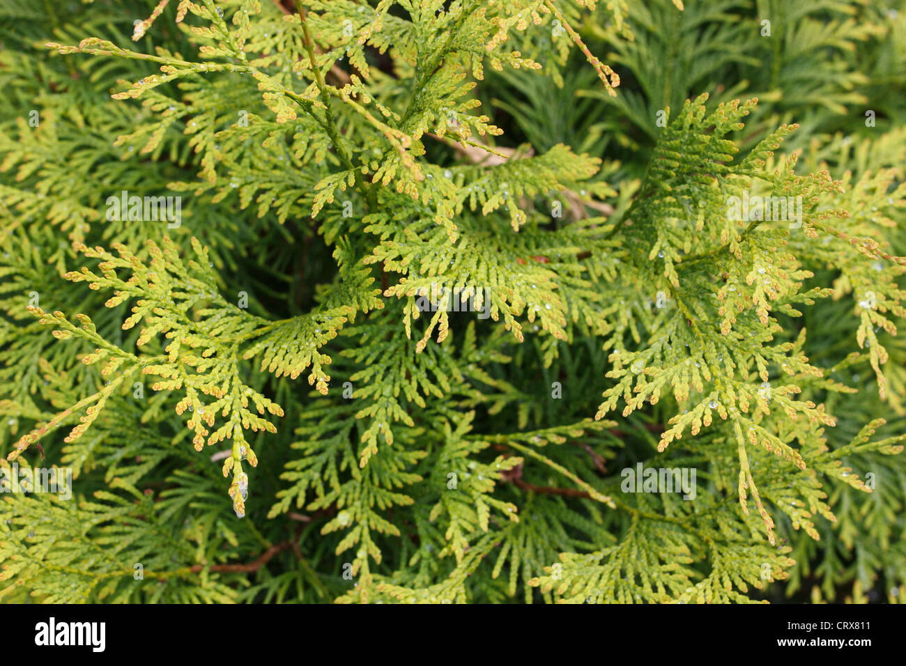 Branches of thuja tree Stock Photo - Alamy
