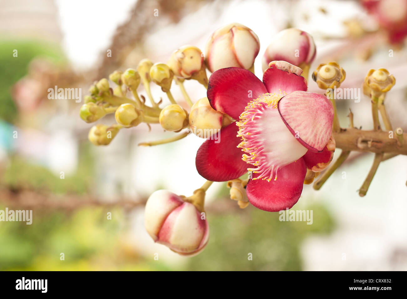 salavan flowers, flowers in the legendary birthplace of the Buddha ...