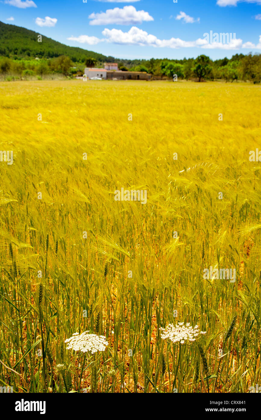 Mediterranean Farming