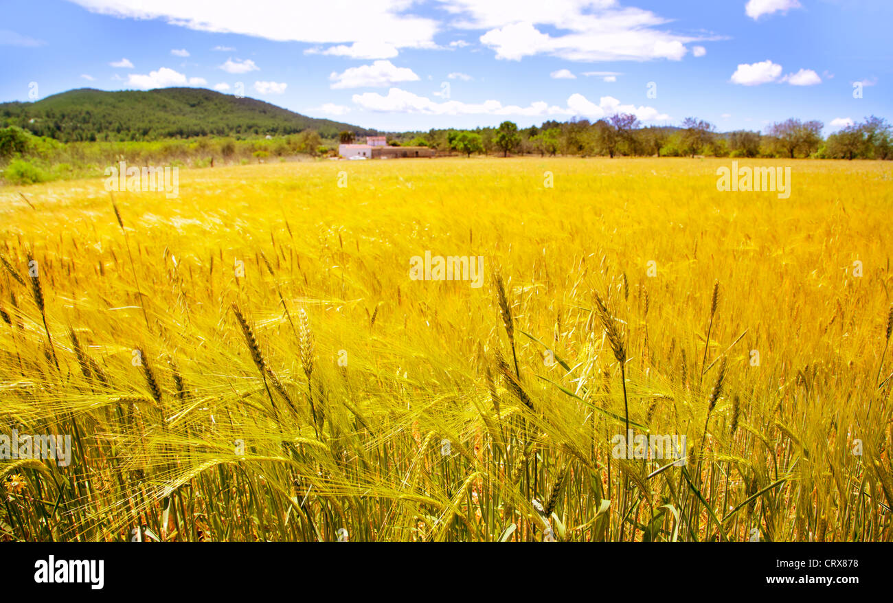 Ibiza island golden wheat fields of mediterranean agriculture Stock ...