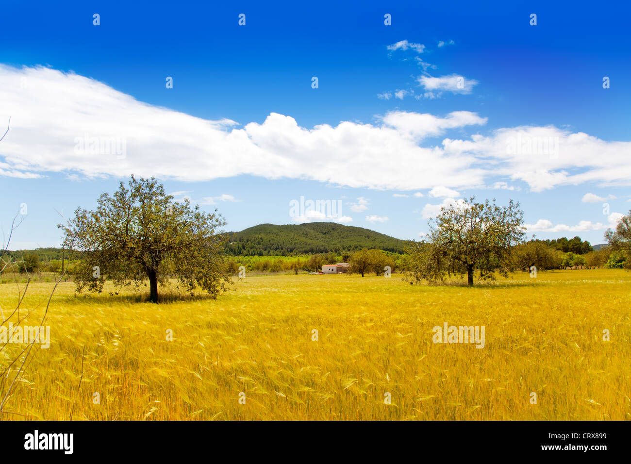 Ibiza island golden wheat fields of mediterranean agriculture Stock ...