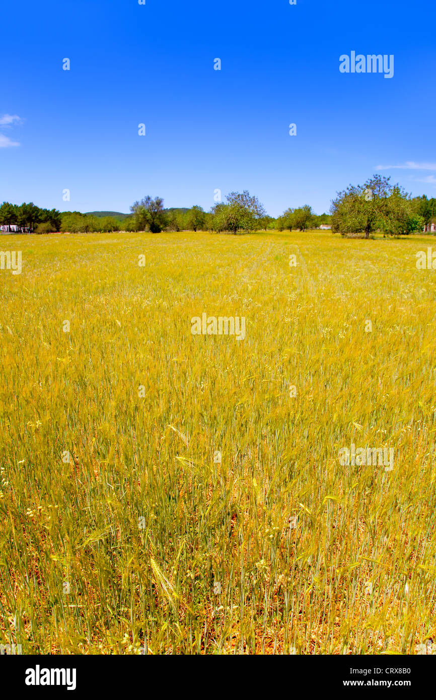 Ibiza island golden wheat fields of mediterranean agriculture Stock ...