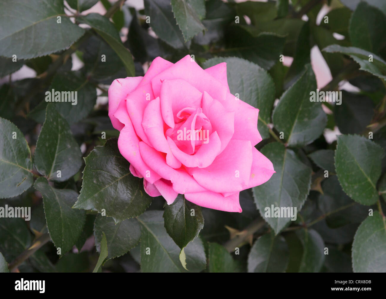 Pink rose green leaves Stock Photo - Alamy