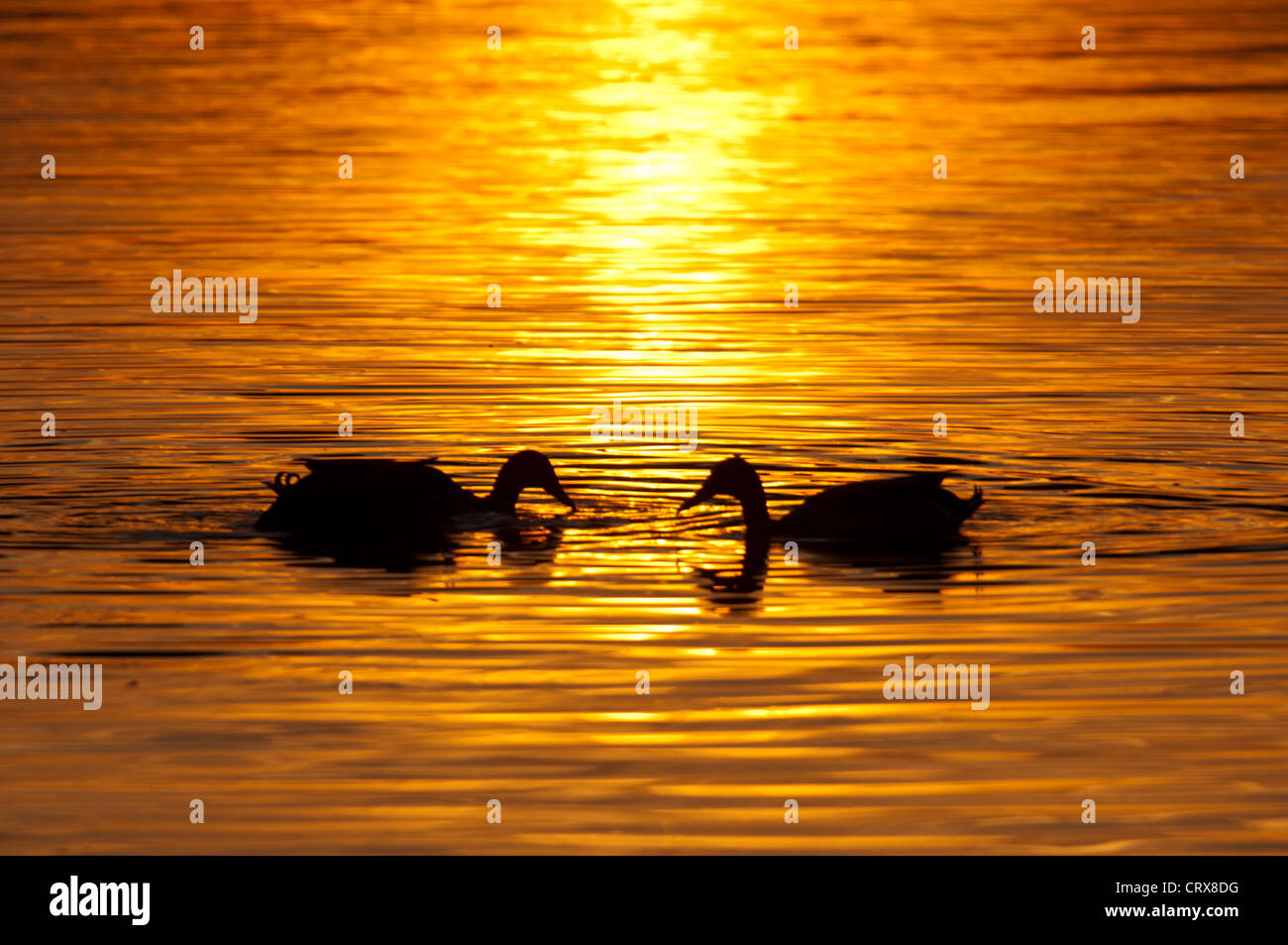 Silhouette mallard bird uk hi-res stock photography and images - Alamy
