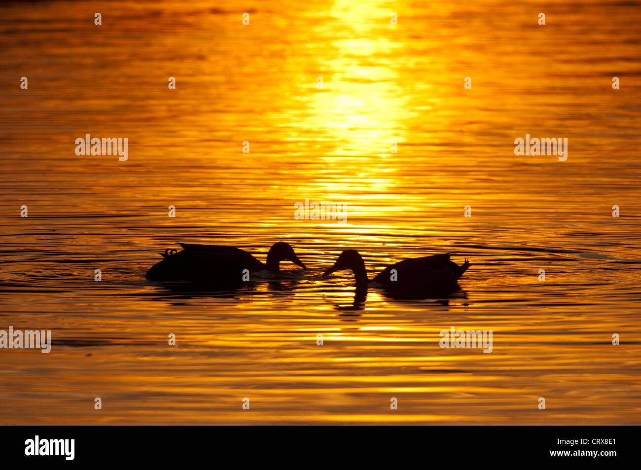 Mallard anas platyrhynchos silhouette sunset hi-res stock photography ...