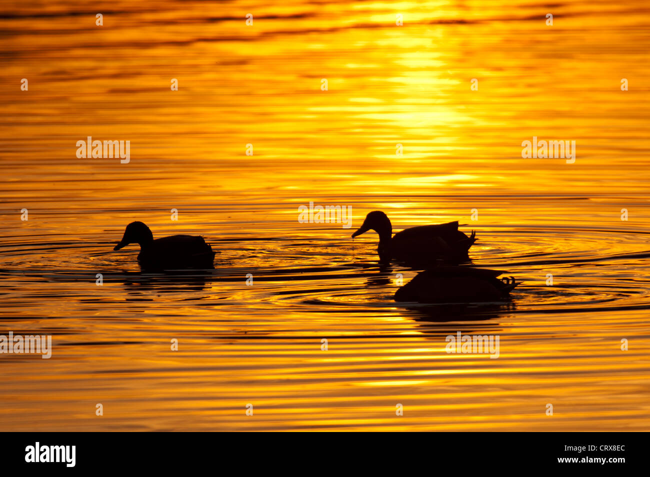 Mallards (Anas platyrhynchos) at sunset Stock Photo - Alamy