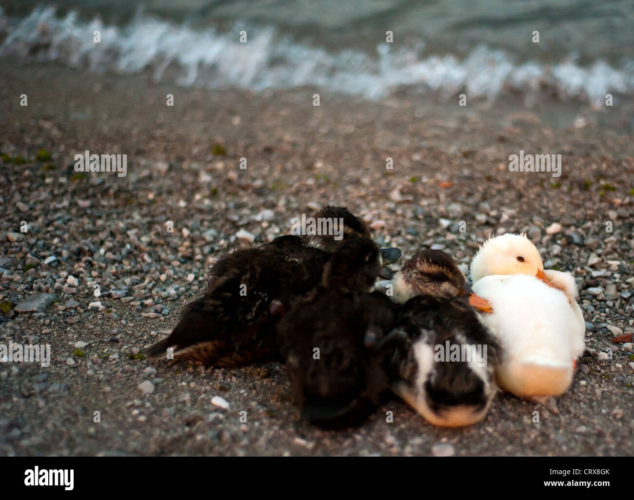 Puffy duck hi-res stock photography and images - Alamy