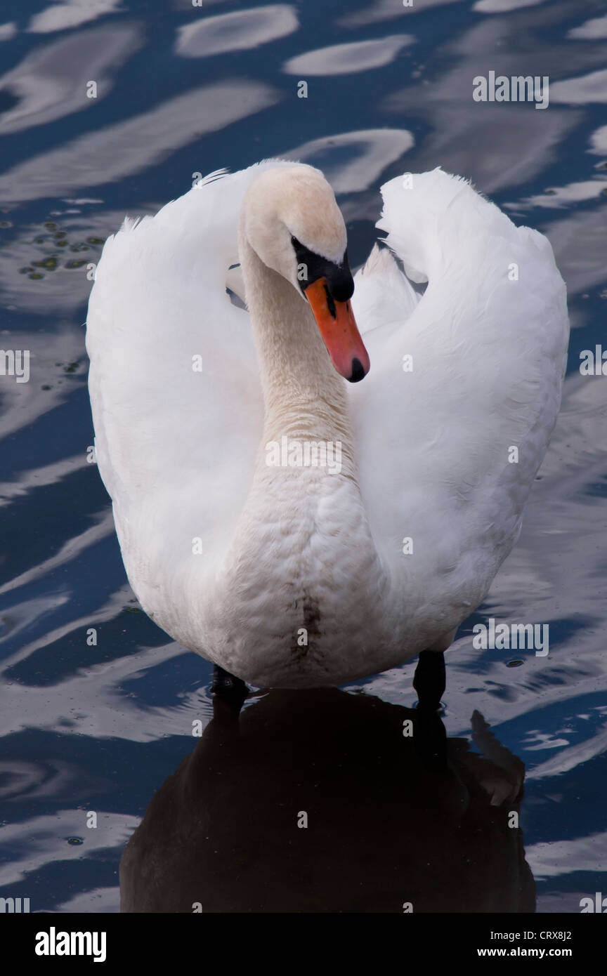 Warning swan hi-res stock photography and images - Alamy