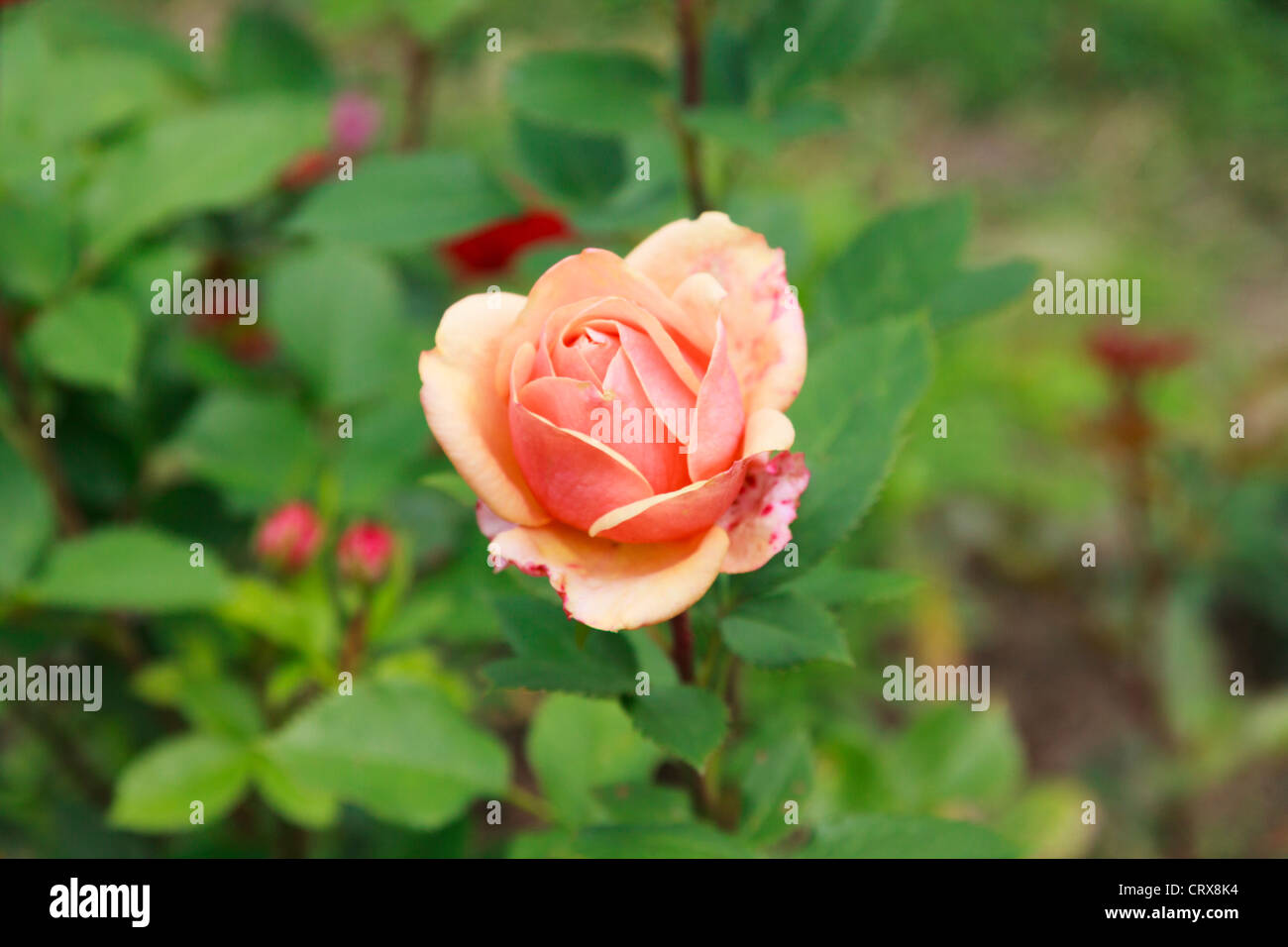 Hybrid tea rose green leaves Stock Photo - Alamy