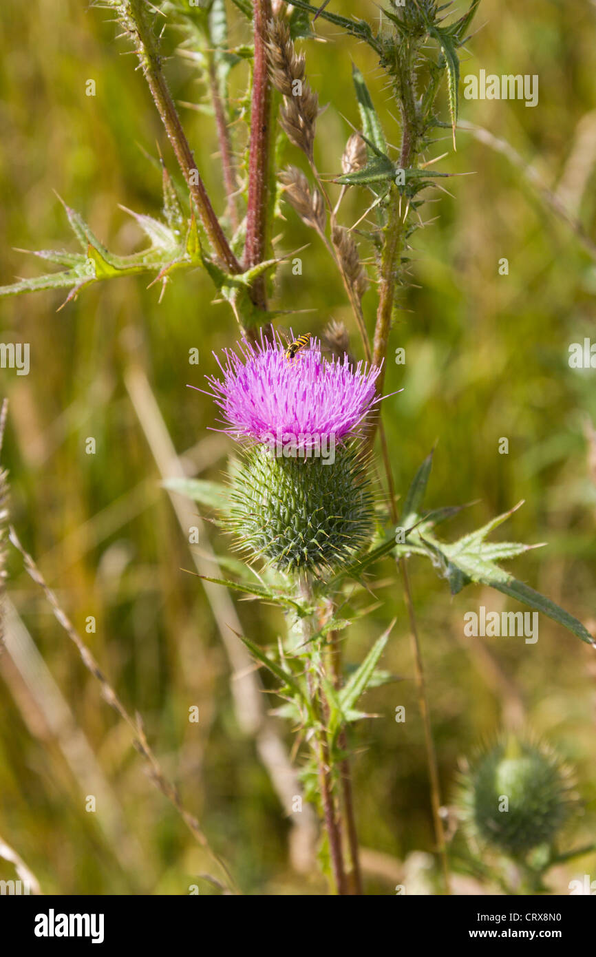 Thistle in the field Stock Photo - Alamy