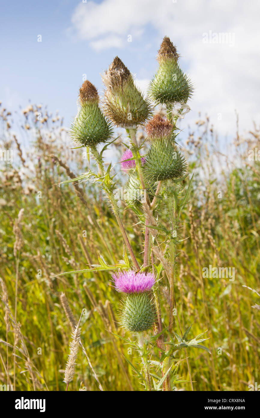 Thistle in the field Stock Photo - Alamy