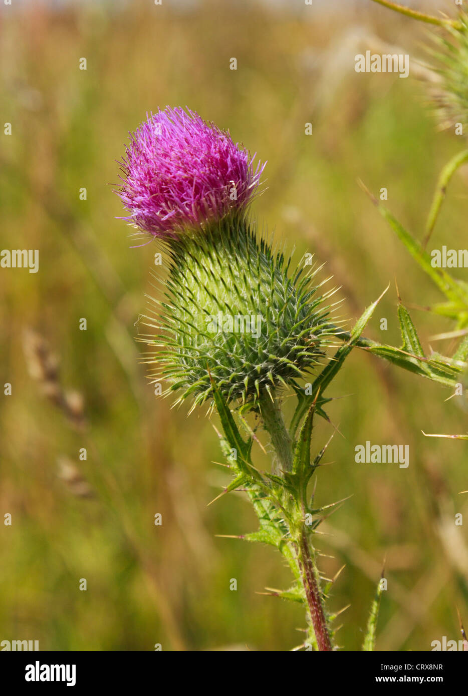 Thistle in the field Stock Photo - Alamy