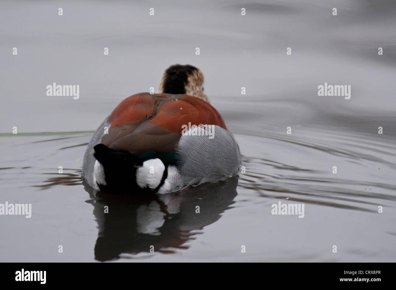 Common Pochard, Aythya ferina Stock Photo - Alamy