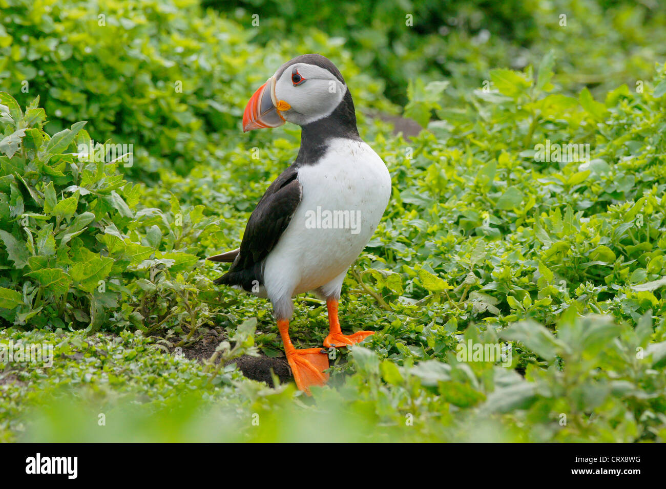 Common puffin hi-res stock photography and images - Alamy