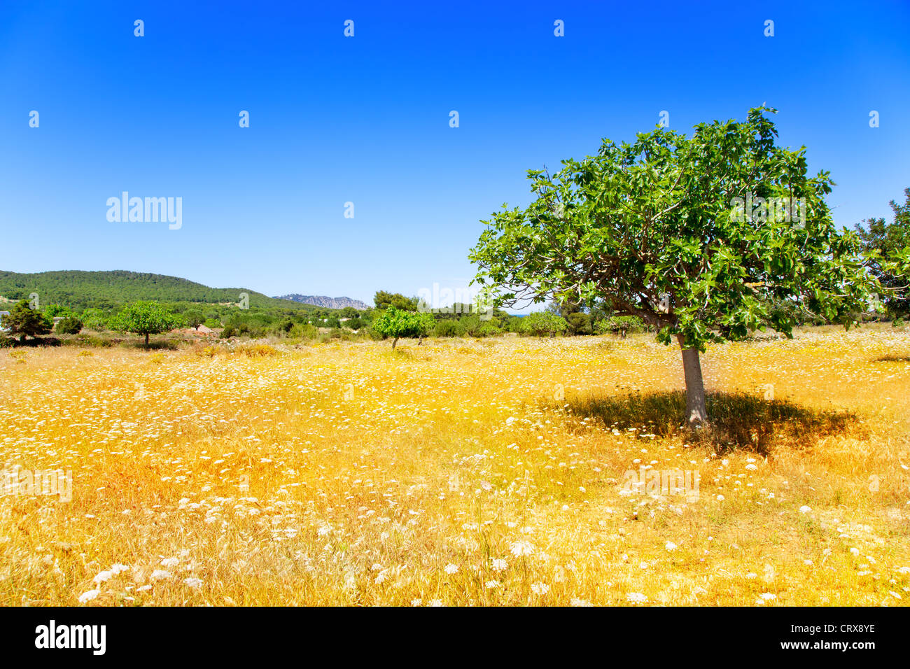 Ibiza mediterranean agriculture with fig tree and golden wheat Stock ...