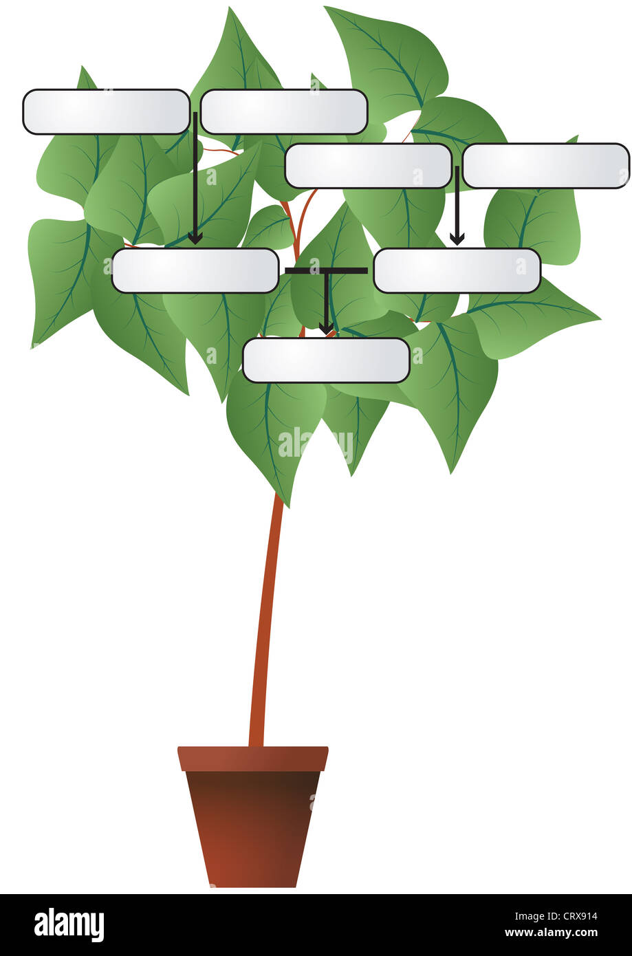 Family Tree Genealogy Illustration High Resolution Stock Photography ...