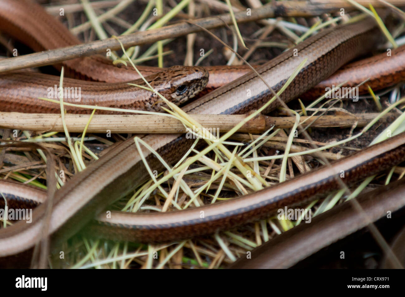 Common worm snake hi-res stock photography and images - Alamy