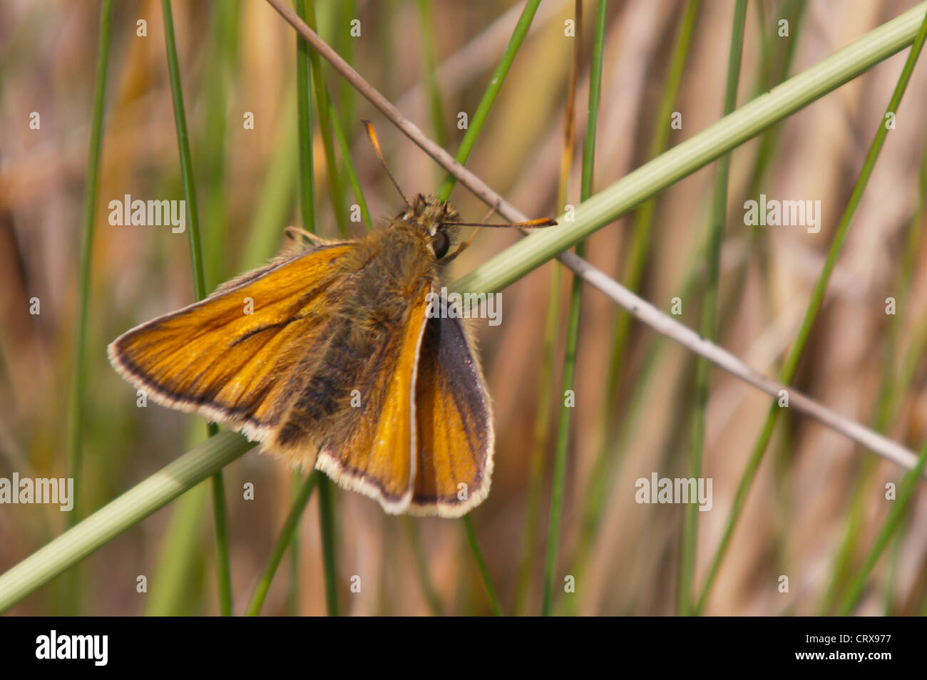 Small Skipper (Thymelicus sylvestris Stock Photo - Alamy