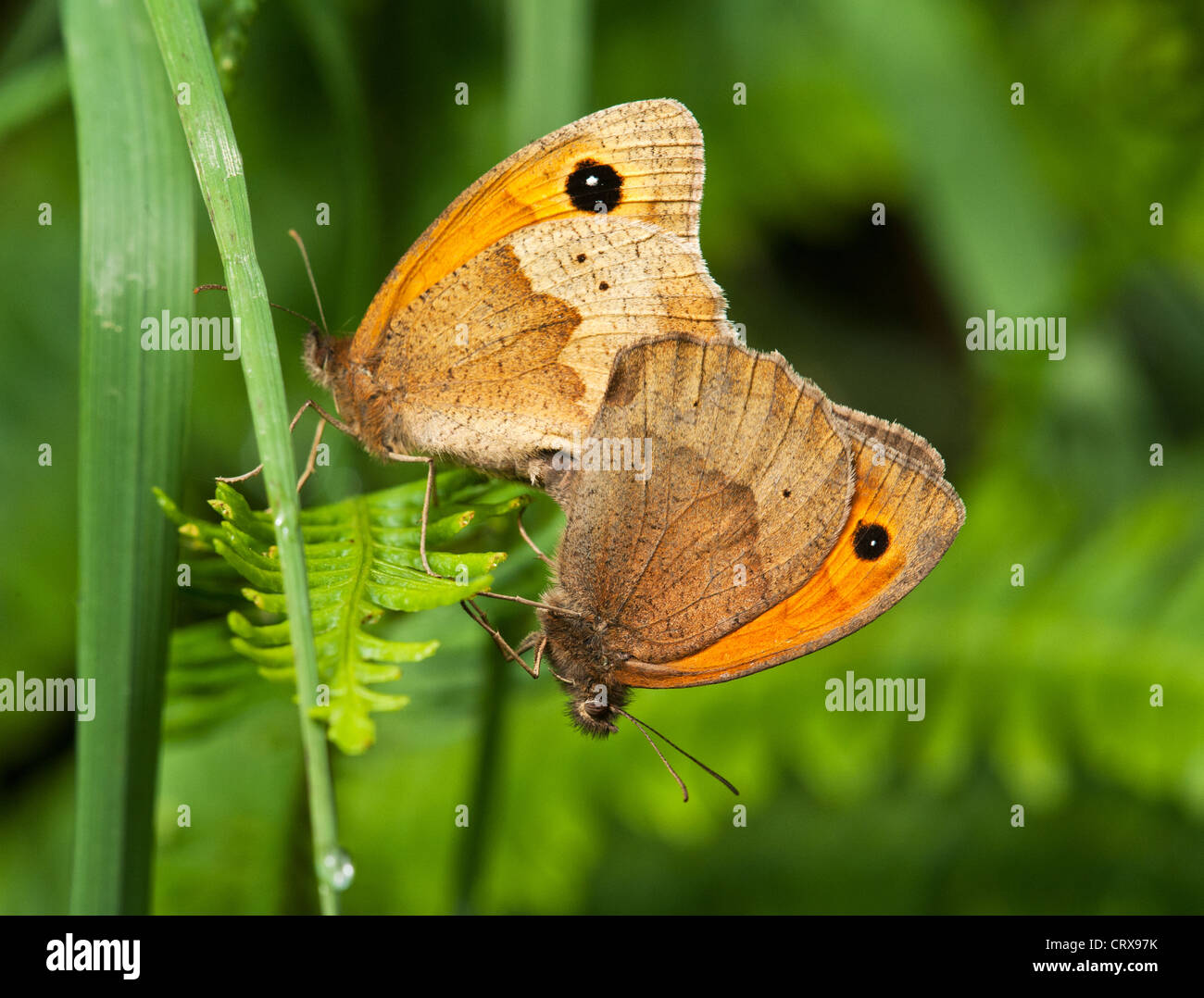 Meadow brown butterflies mating Stock Photo - Alamy