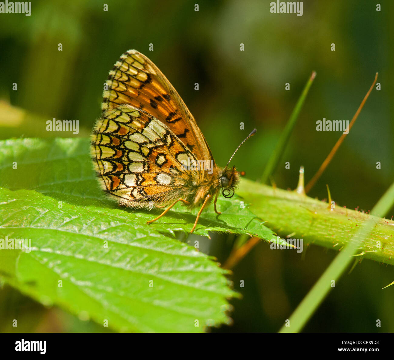 Heath fritillary butterfly showing underwings resting on bramble leaf ...