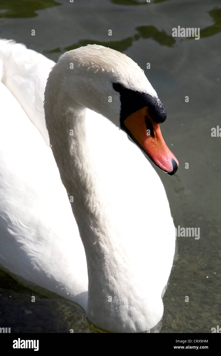Swans head hi-res stock photography and images - Alamy