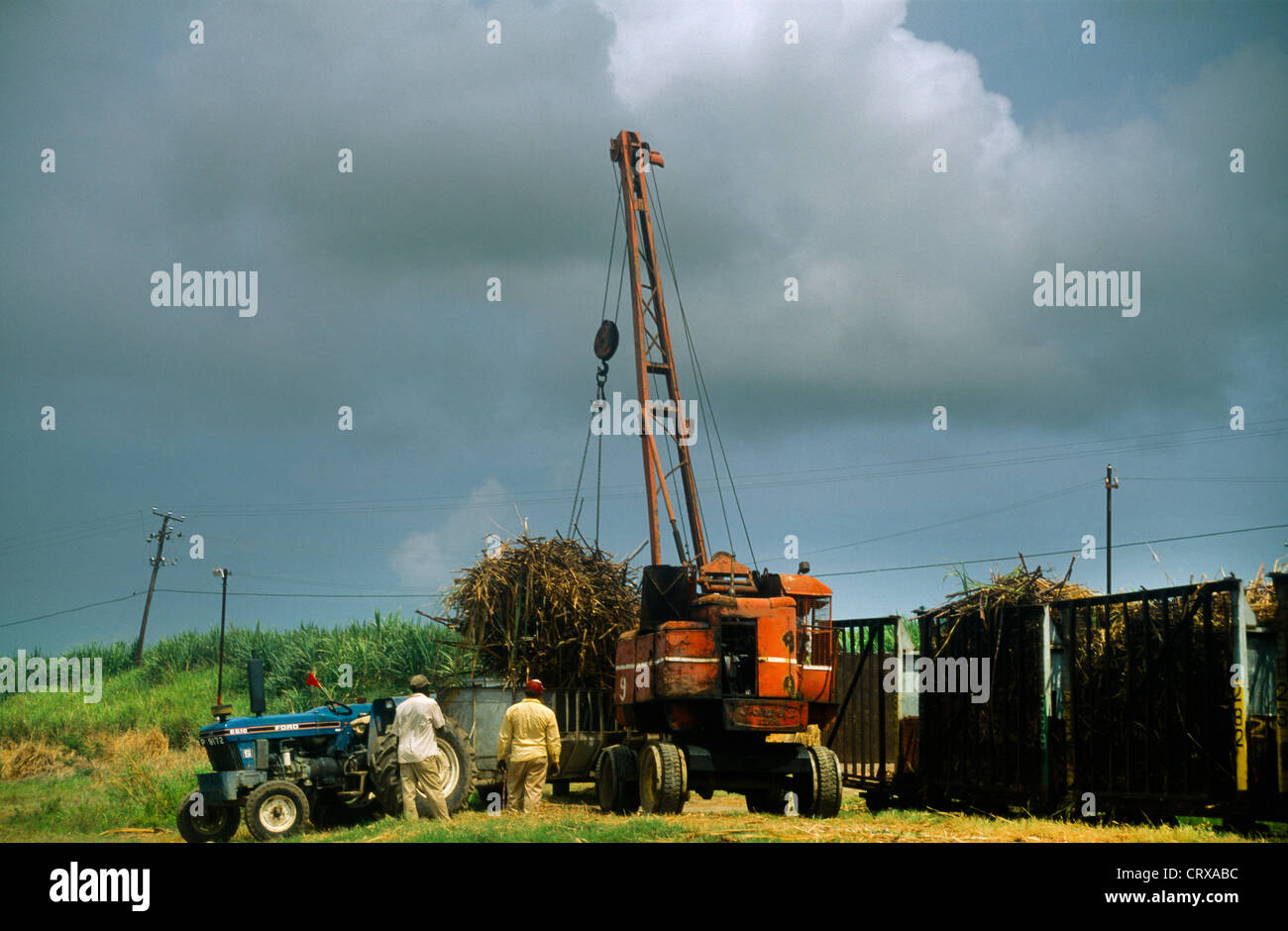 St Kitts Harvesting Sugarcane Crane Hoisting Sugarcane On to Trailer ...