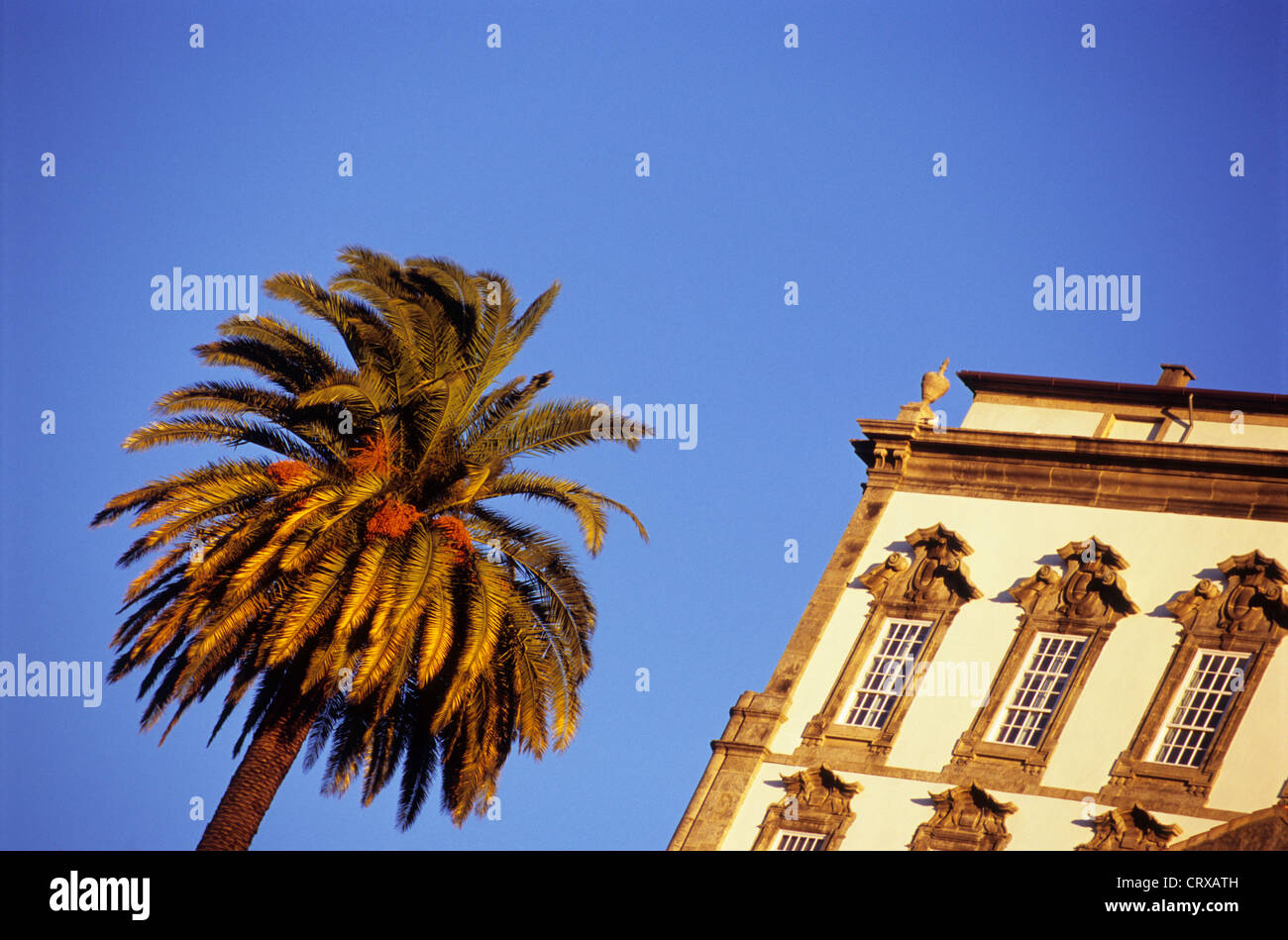 Palm tree, Porto, Portugal Stock Photo - Alamy