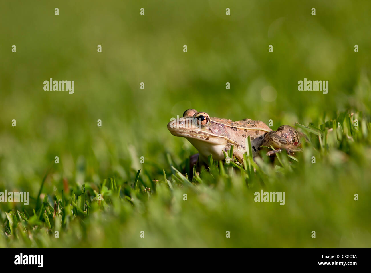 Lawn frog hi-res stock photography and images - Alamy