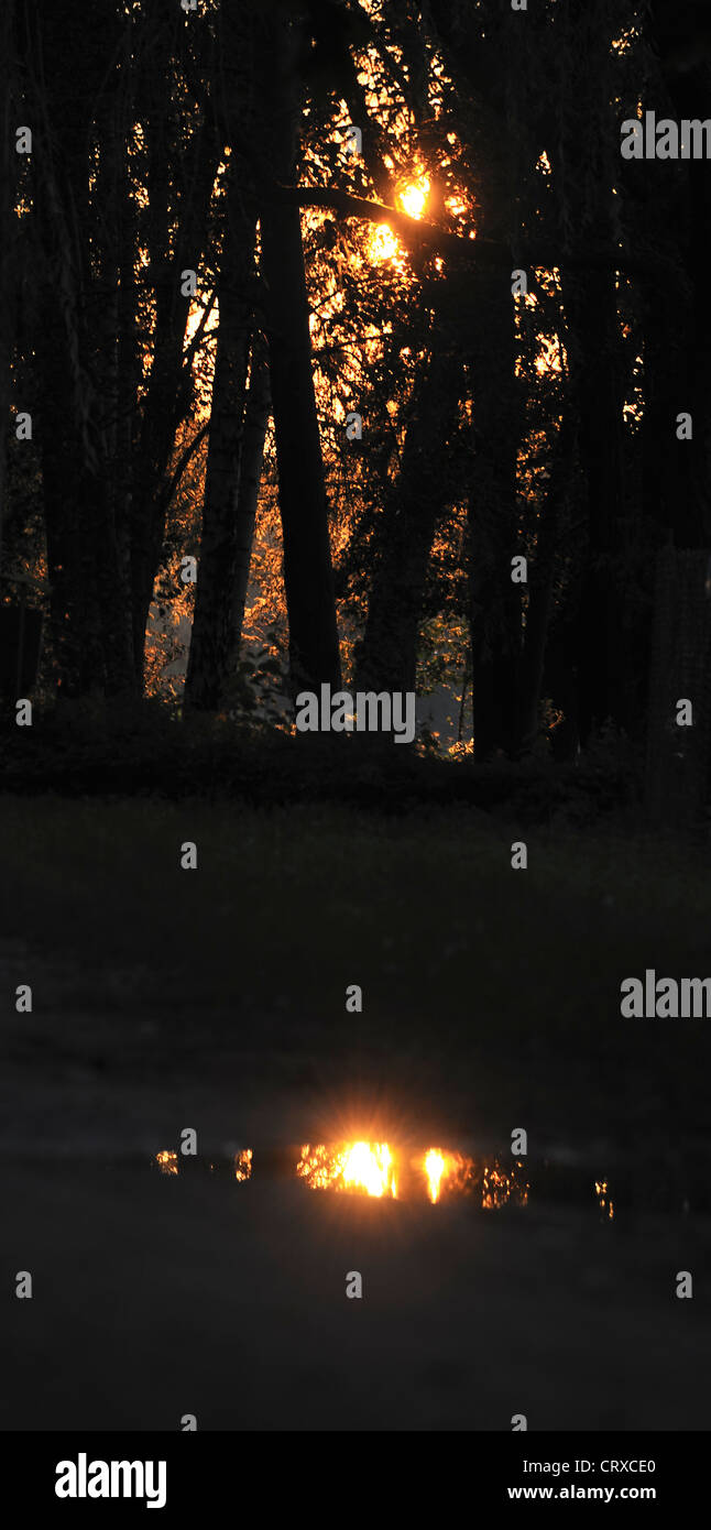 Sunset in a forest with rain puddle reflecting the sun Stock Photo - Alamy