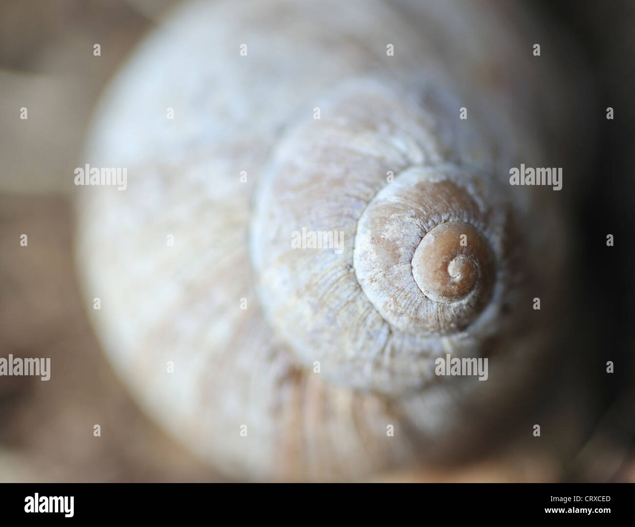 Roman snail shell close up Stock Photo - Alamy