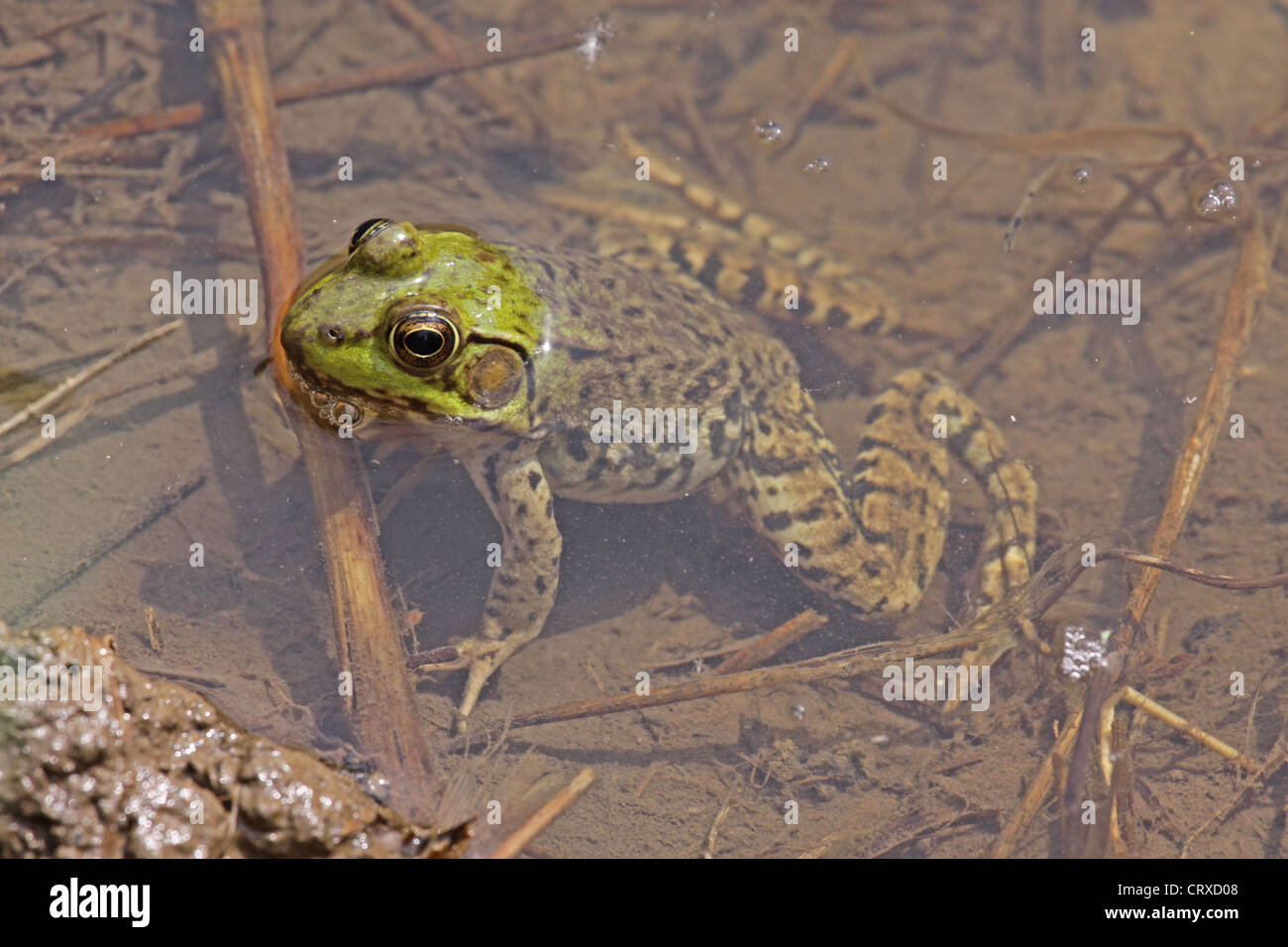Northern Green Frog Stock Photo - Alamy