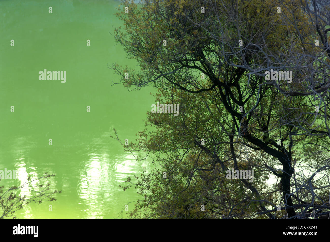 Devil's Cave pool at Wai-O-Tapu geothermal area in New Zealand Stock ...