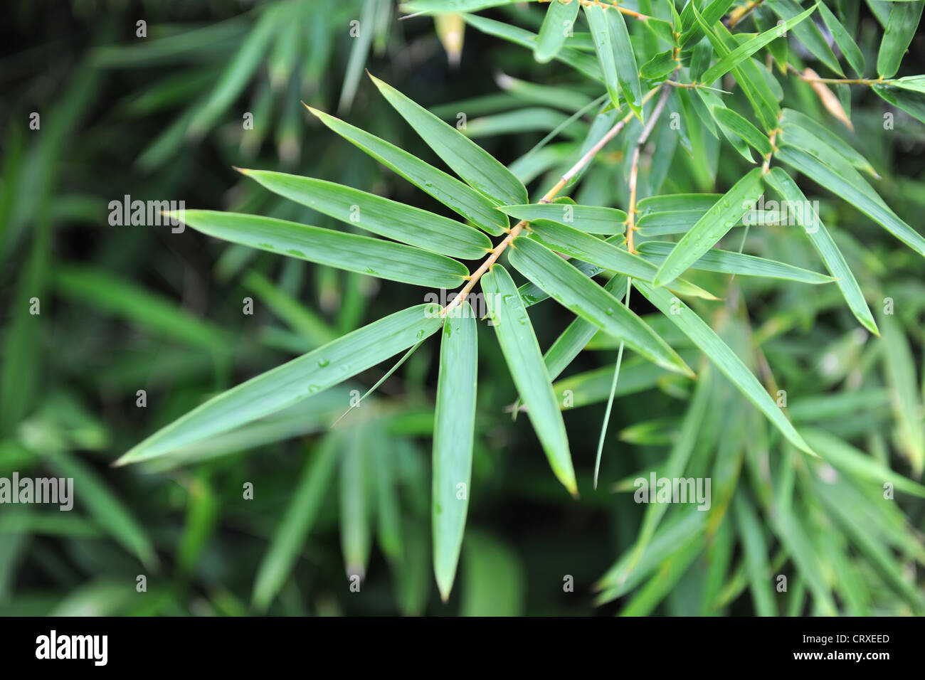 Bamboo leaves with dew in close up view Stock Photo - Alamy