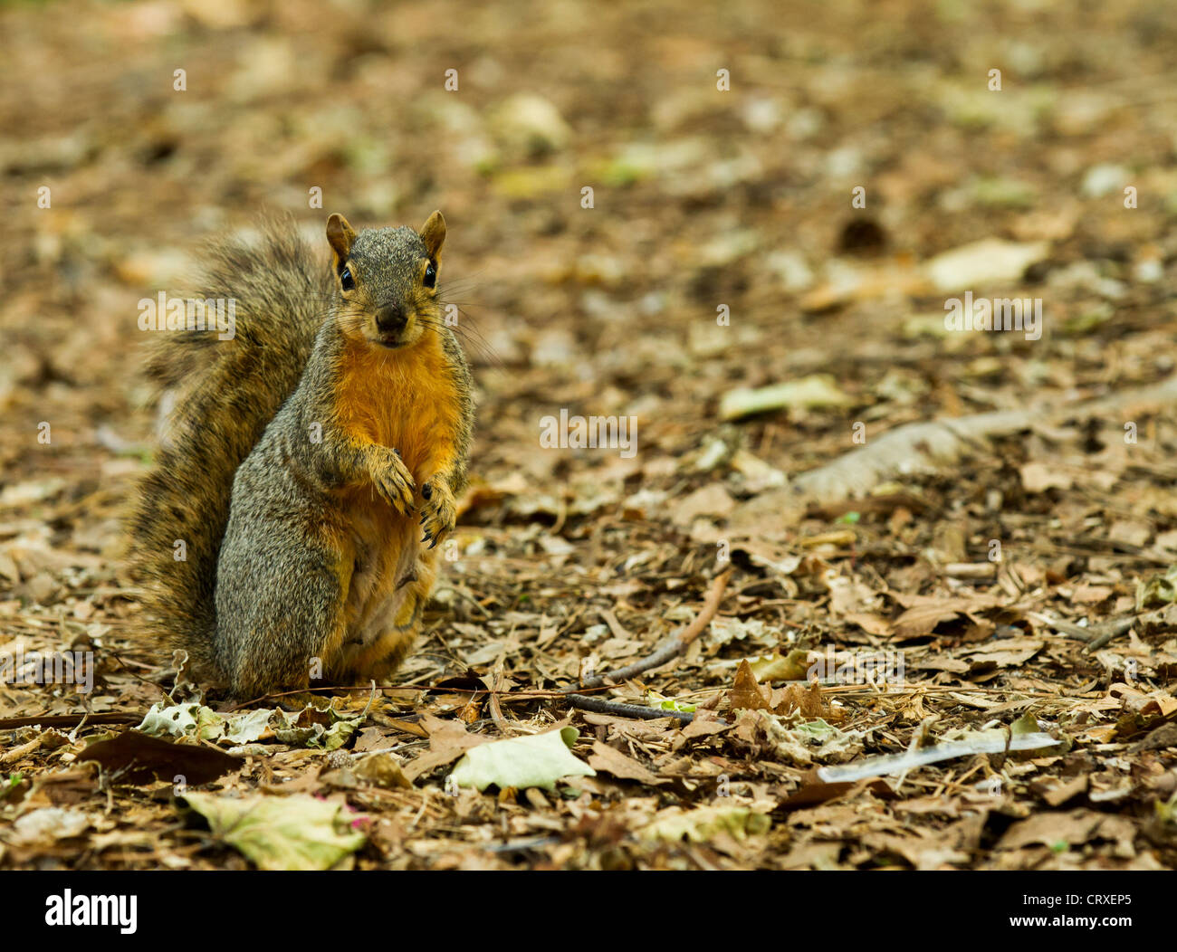 Getting nut hi-res stock photography and images - Alamy