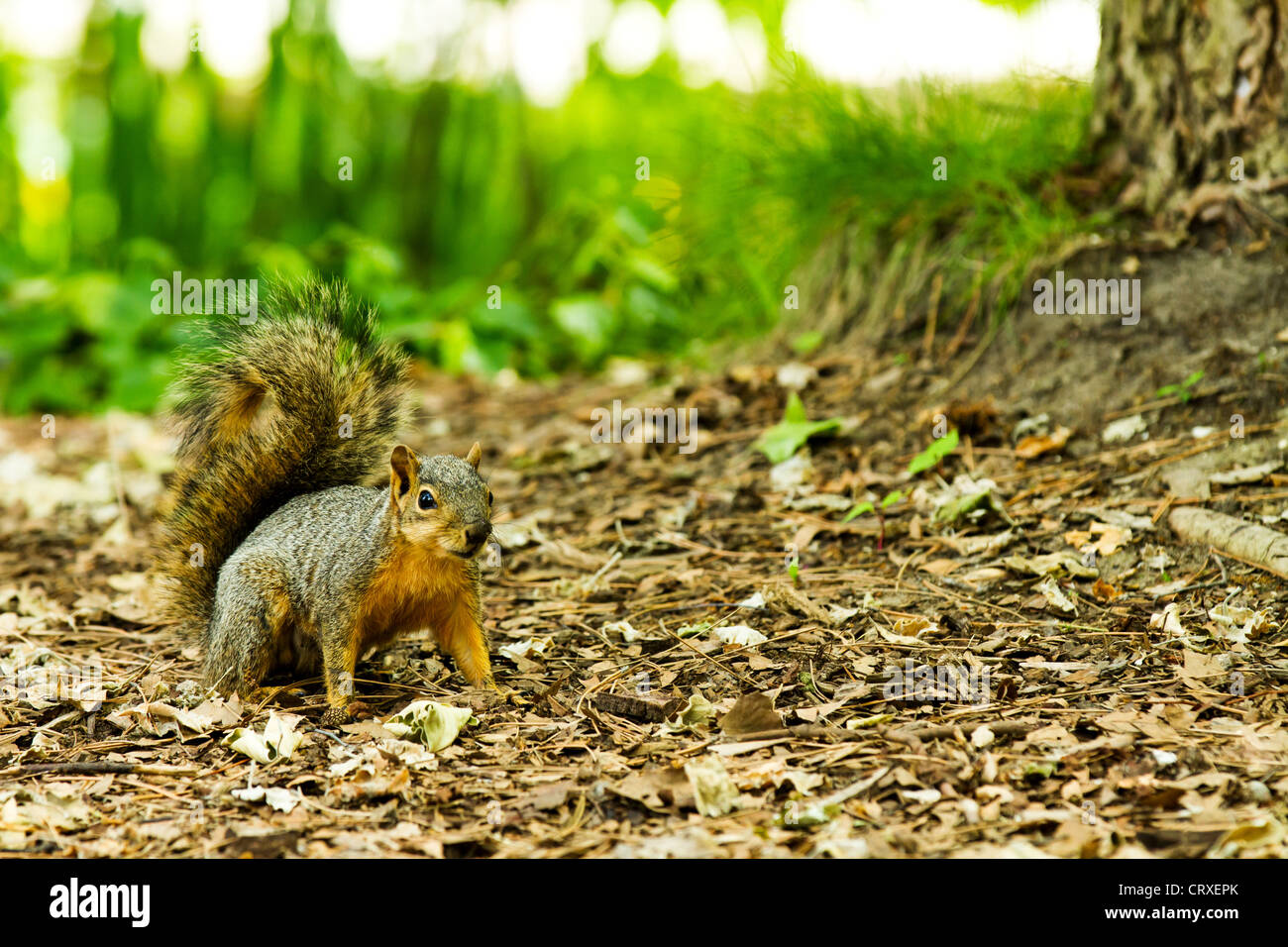 Animal startled hi-res stock photography and images - Alamy