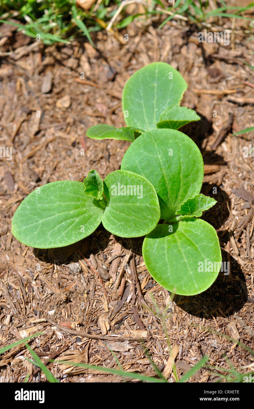 Young pumpkin sprouts in garden Stock Photo - Alamy
