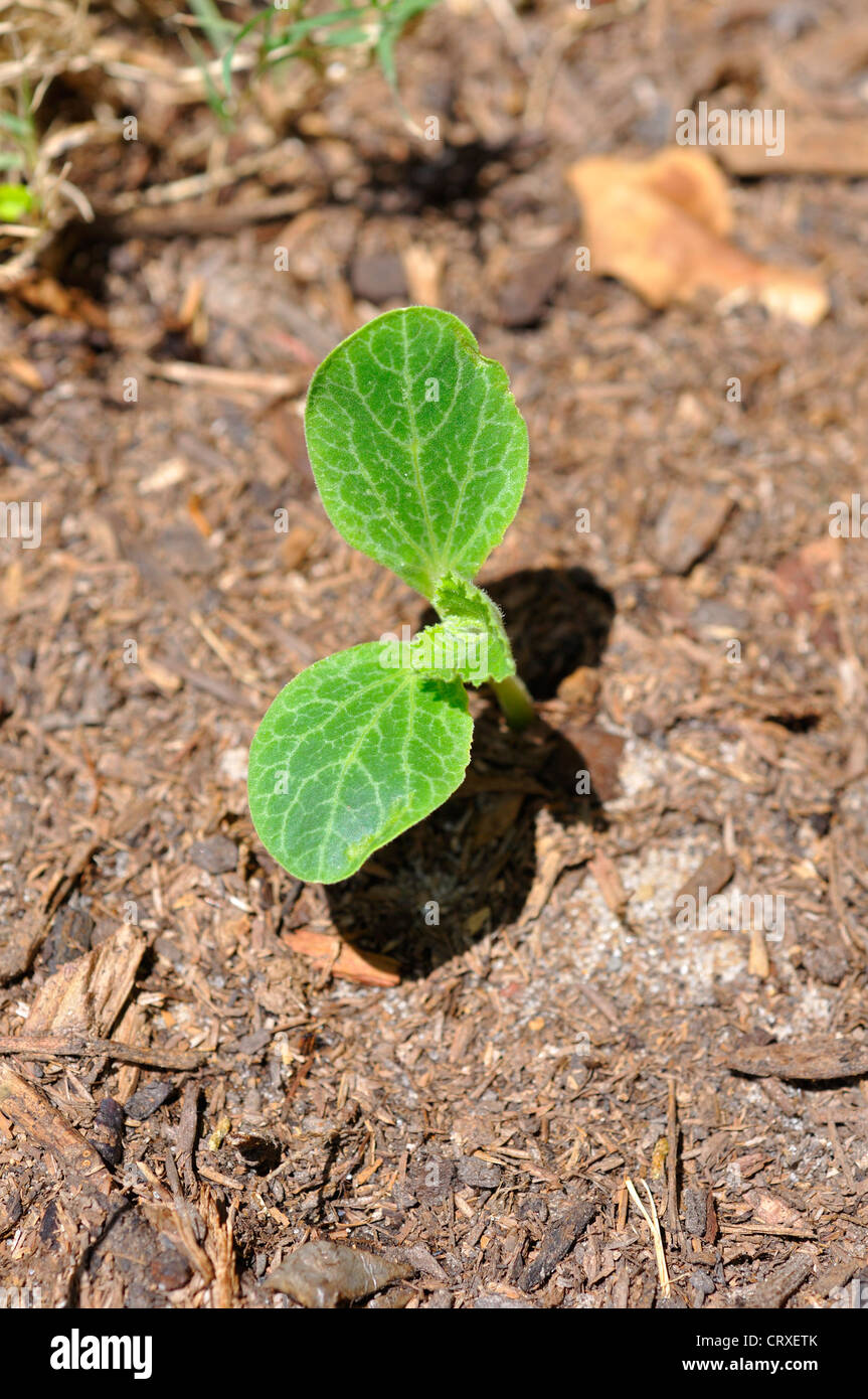 Pumpkin sprout hi-res stock photography and images - Alamy