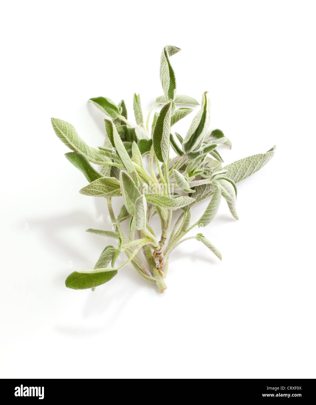 Sage isolated on white background Stock Photo - Alamy