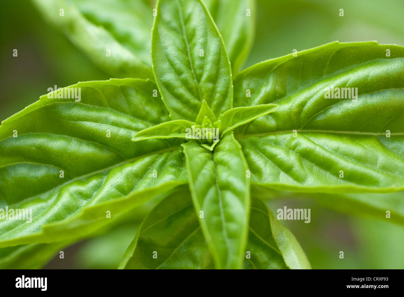 Little basil plant on ground Stock Photo - Alamy