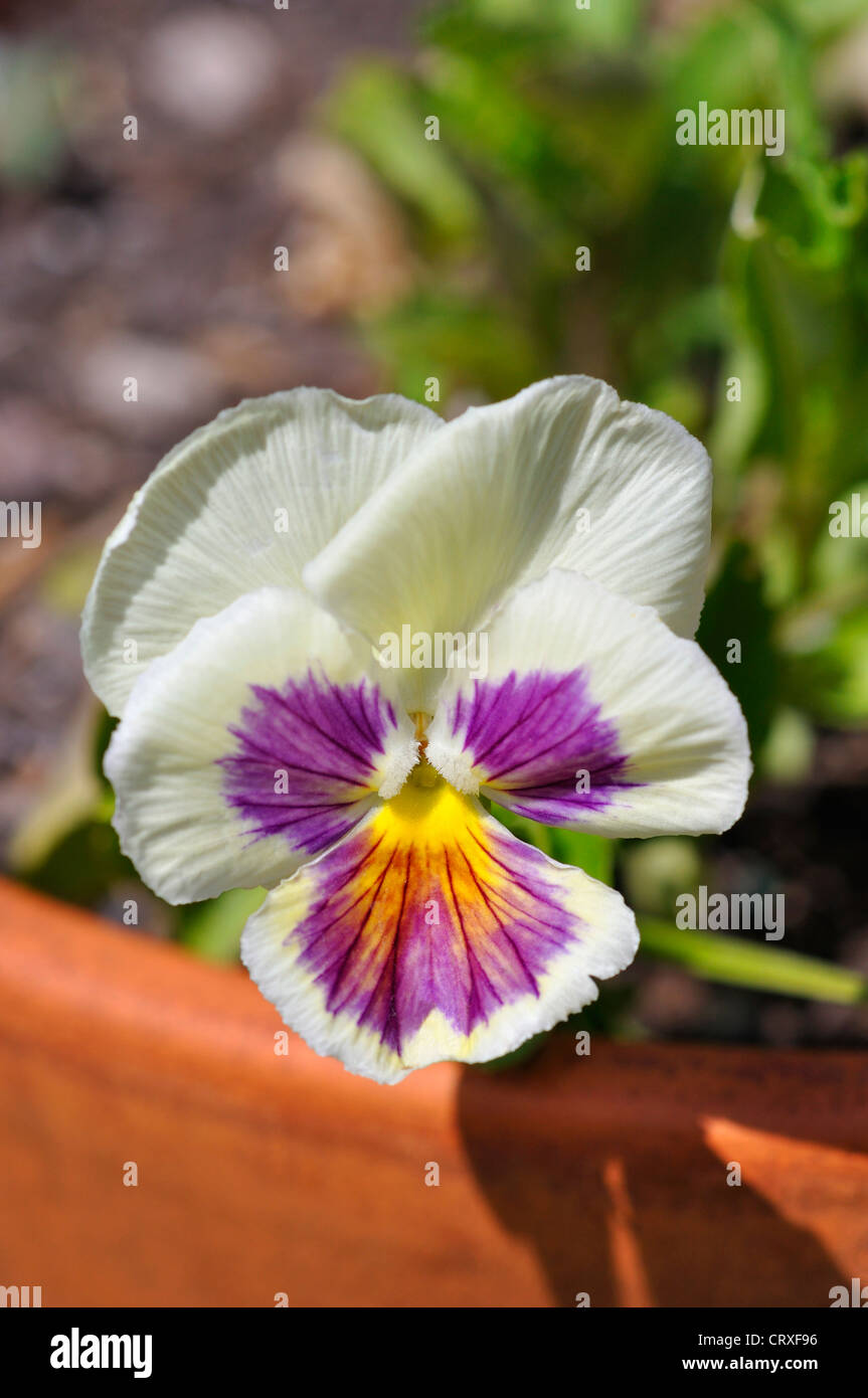 Pansies aka pansy violets - Viola tricolor hortensis Stock Photo - Alamy