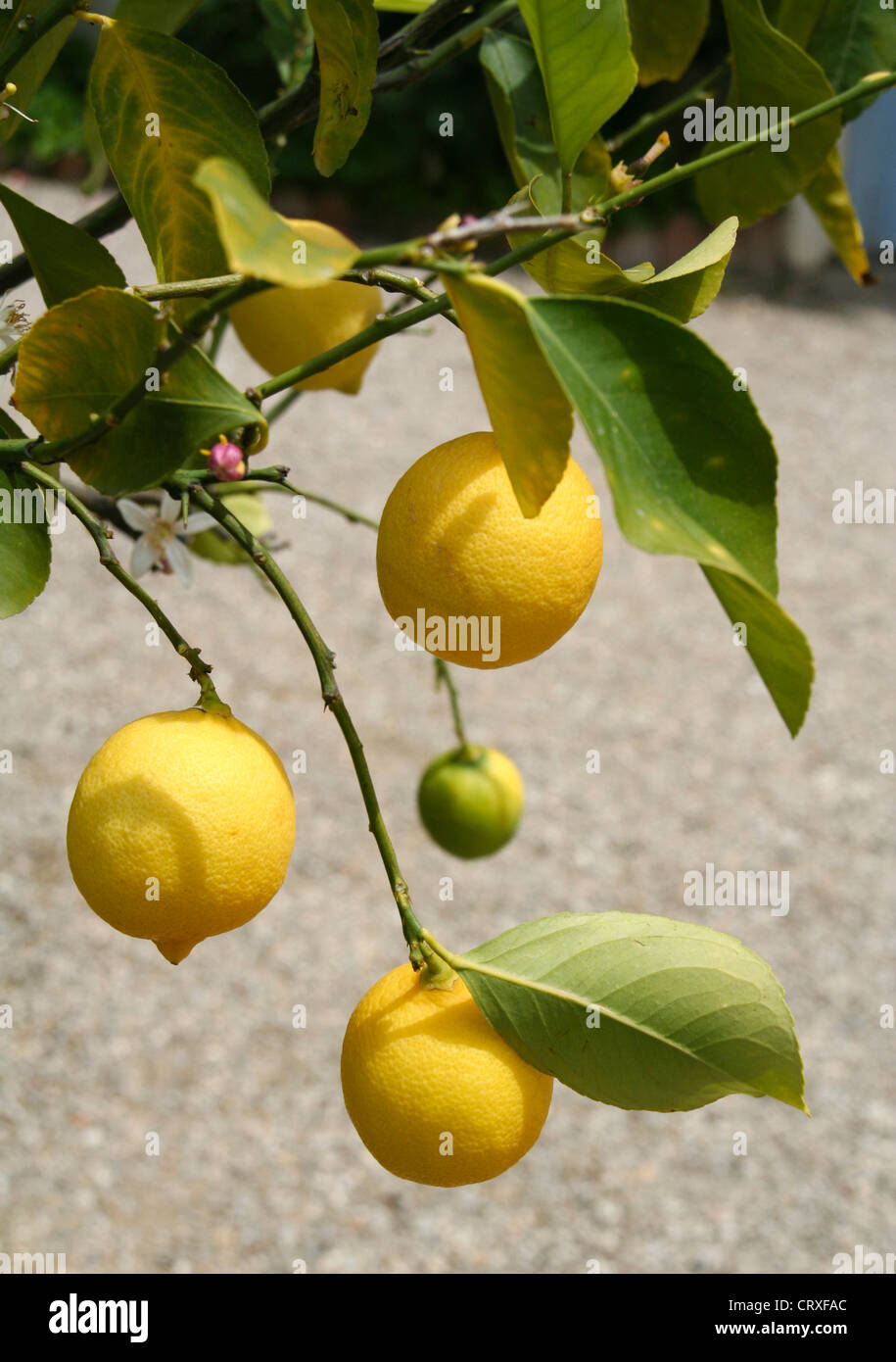Five lemons growing on the tree Stock Photo - Alamy