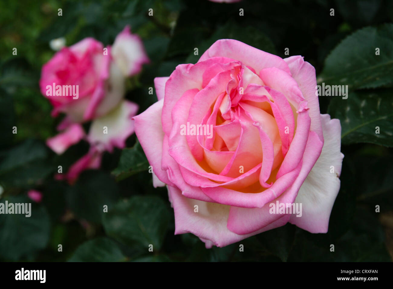 Pink rose green leaves Stock Photo - Alamy