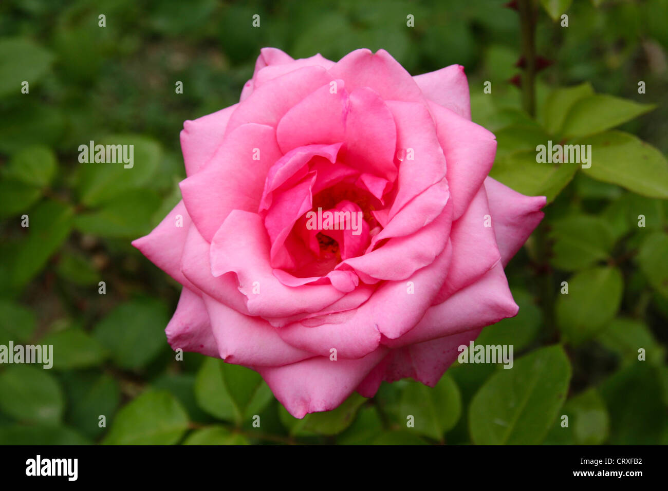 Pink rose green leaves Stock Photo - Alamy