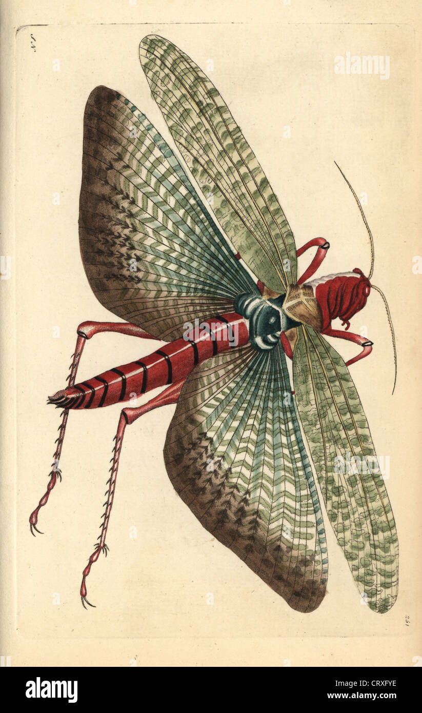 South American locust, Locusta cristata, Egyptian locust [sic], Gryllus ...