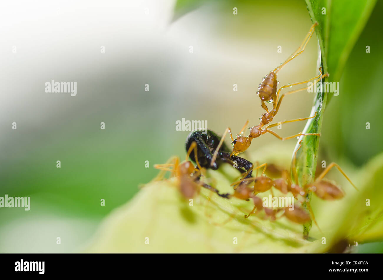 red ant teamwork in green nature or in the garden Stock Photo - Alamy