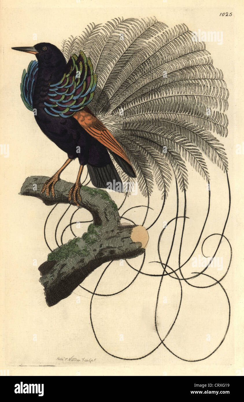 Le Nebuleux bird of paradise, Paradisea nigricans Stock Photo - Alamy