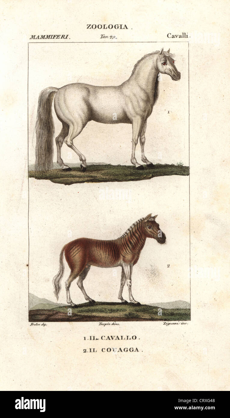 Horse, Equus ferus caballus, and extinct quagga, Equus quagga quagga ... Horse, Equus ferus caballus, and extinct quagga, Equus quagga quagga ...
