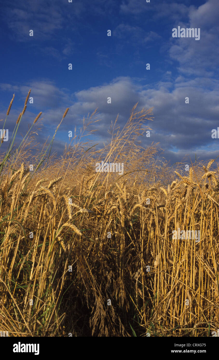 Ripe corn field Stock Photo - Alamy