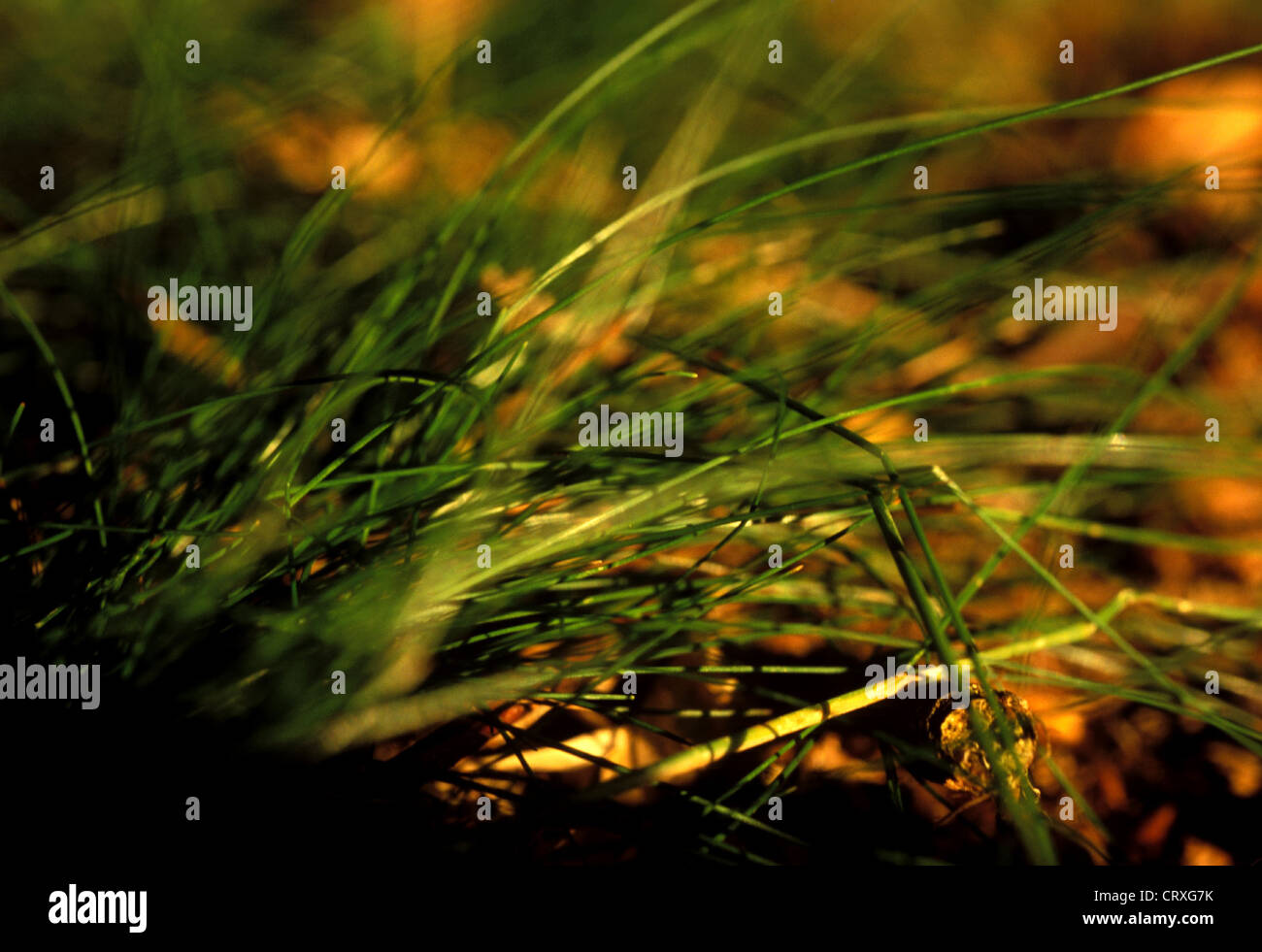 Greaser hi-res stock photography and images - Alamy